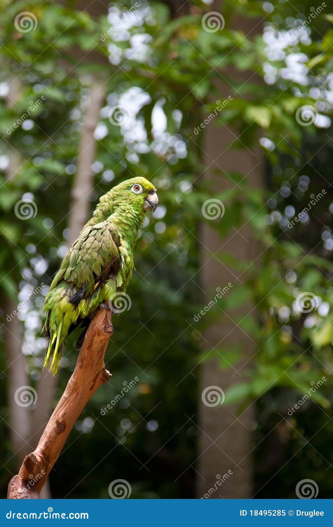 Green Parrot Standing on Branches Stock Image - Image of green ...