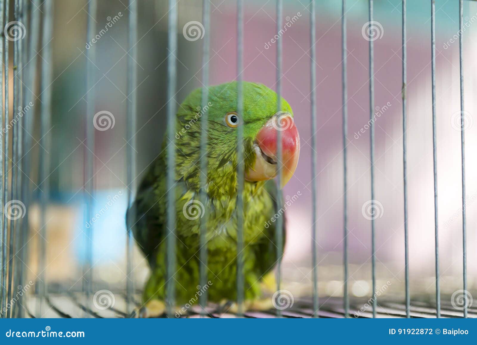 A Green Parrot Trapped in a Steel Cage and Staring at the Camera Stock ...