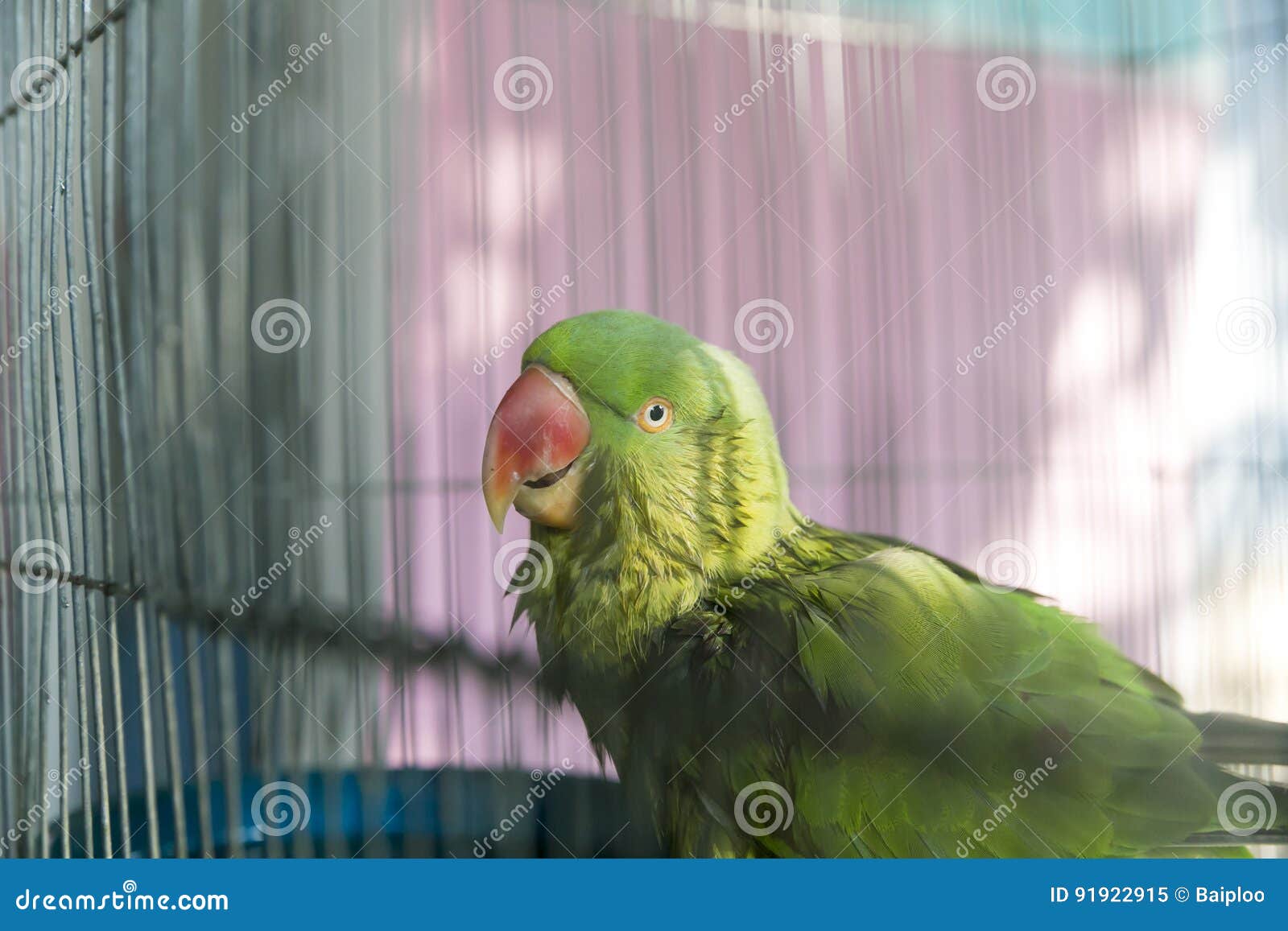 A Green Parrot Trapped in a Steel Cage and Staring at the Camera Stock ...