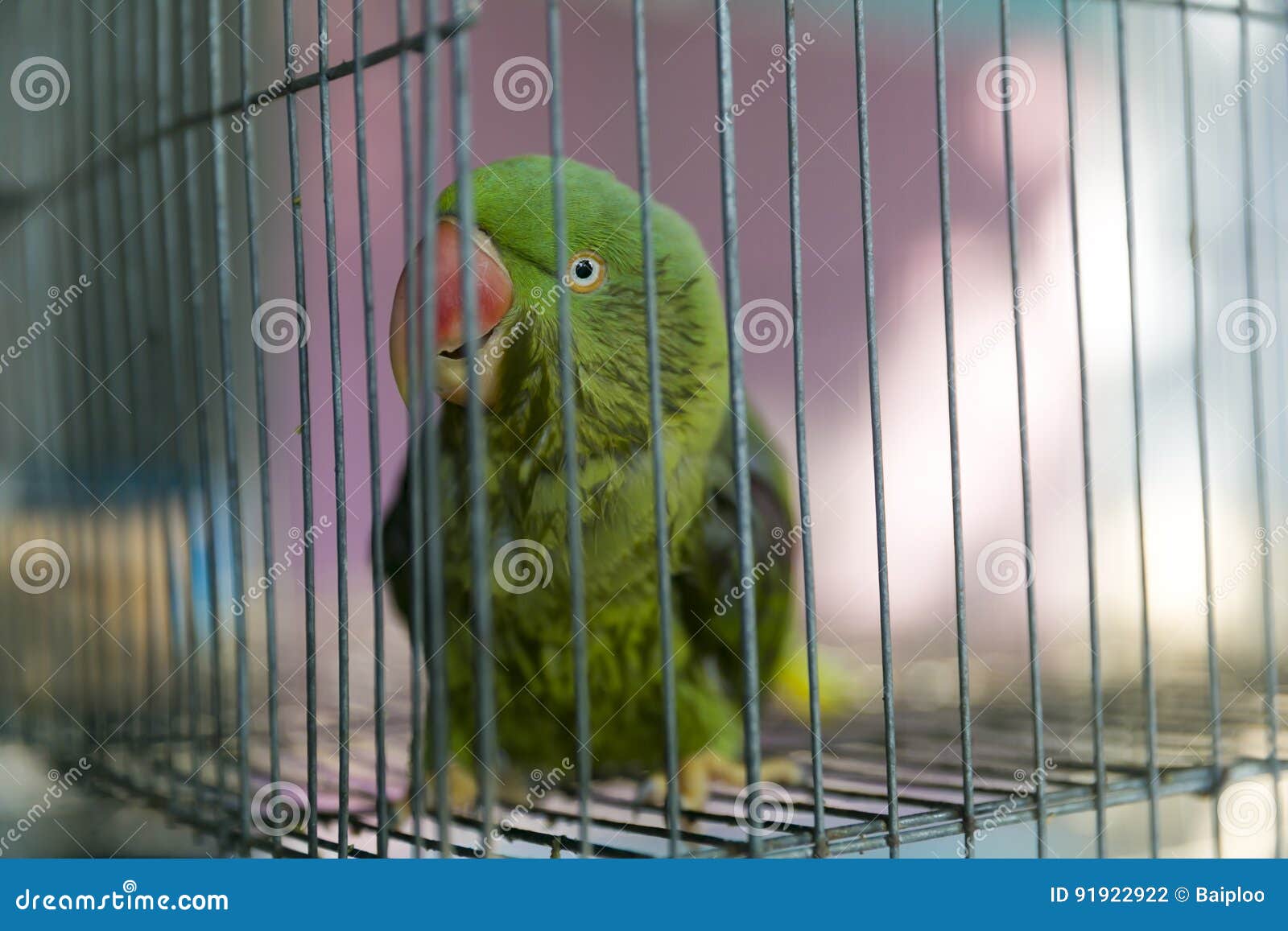 A Green Parrot Trapped in a Steel Cage and Staring at the Camera Stock ...