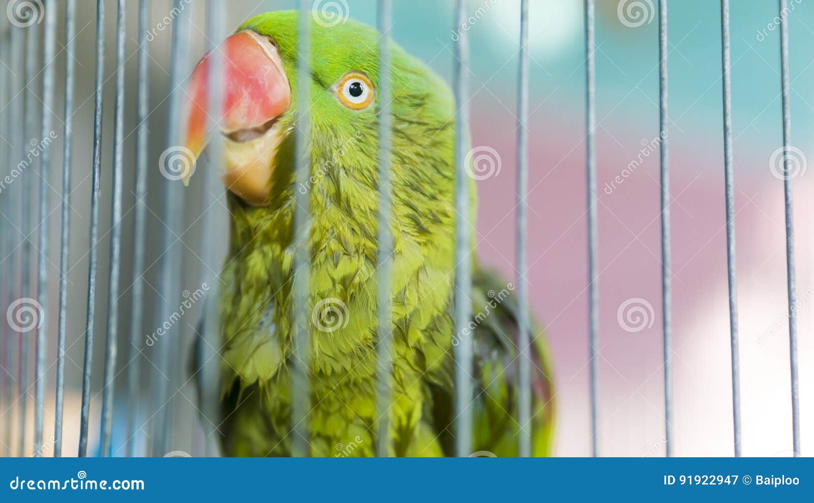 A Green Parrot Trapped in a Steel Cage and Staring at the Camera Stock ...