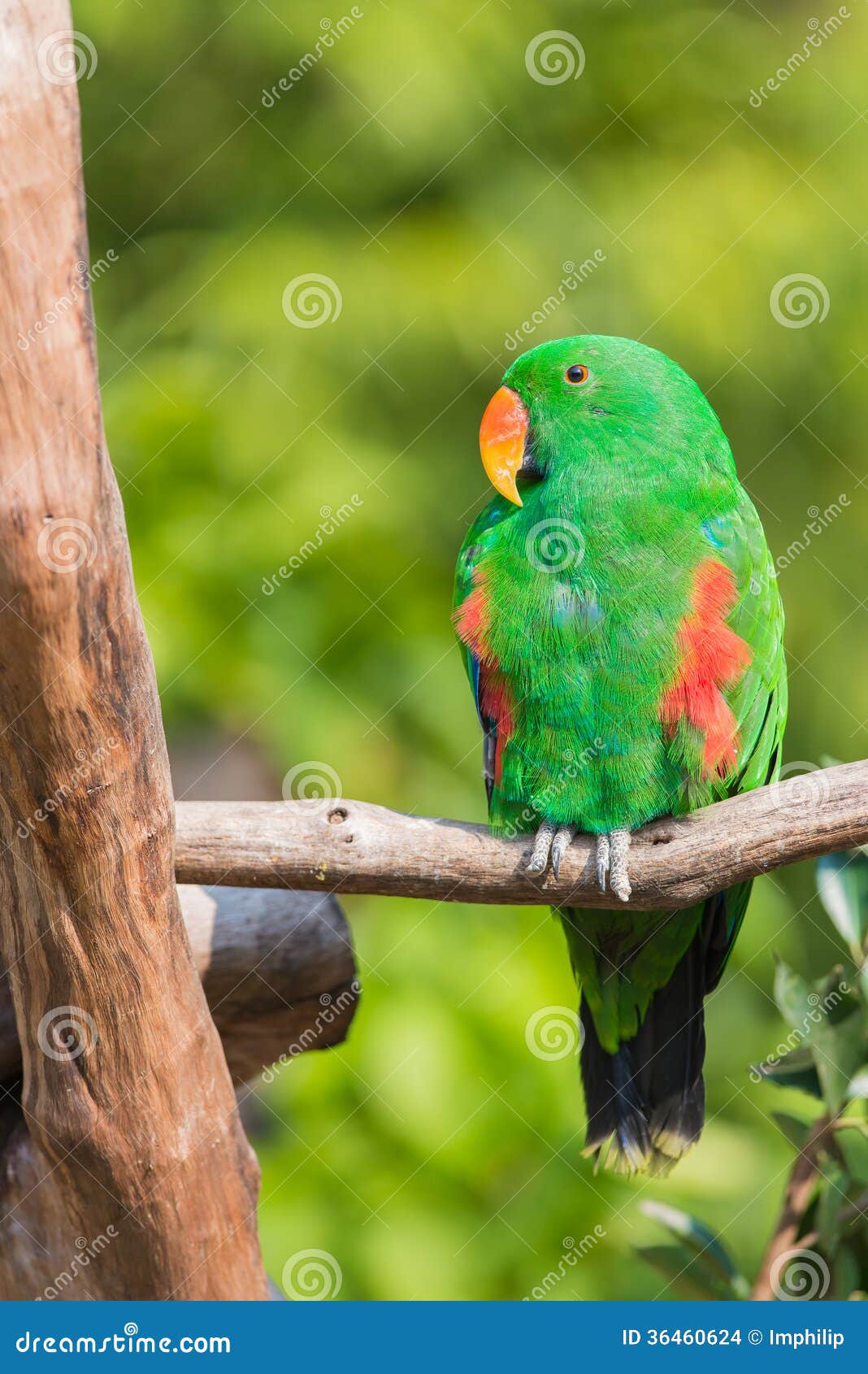 Green Parrot stock photo. Image of nature, learn, pretty - 36460624