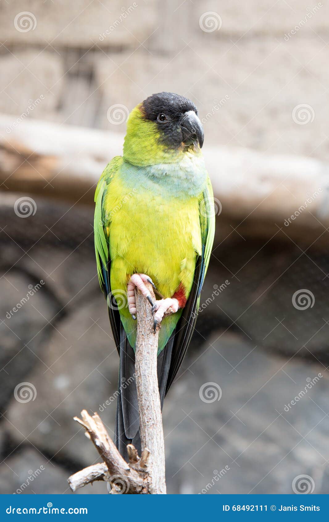 Green parrot. stock image. Image of fauna, green, yellow - 68492111