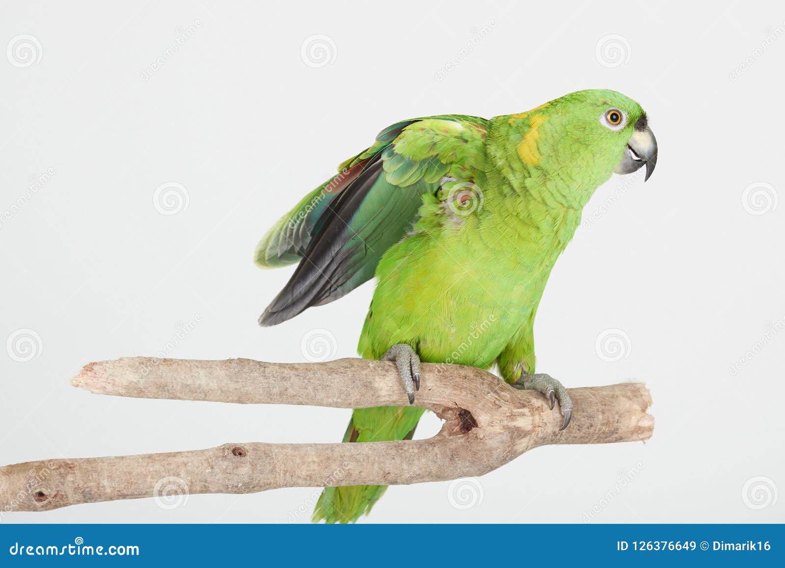 Green Parrot on Tree Branch Stock Image - Image of domestic, portrait ...