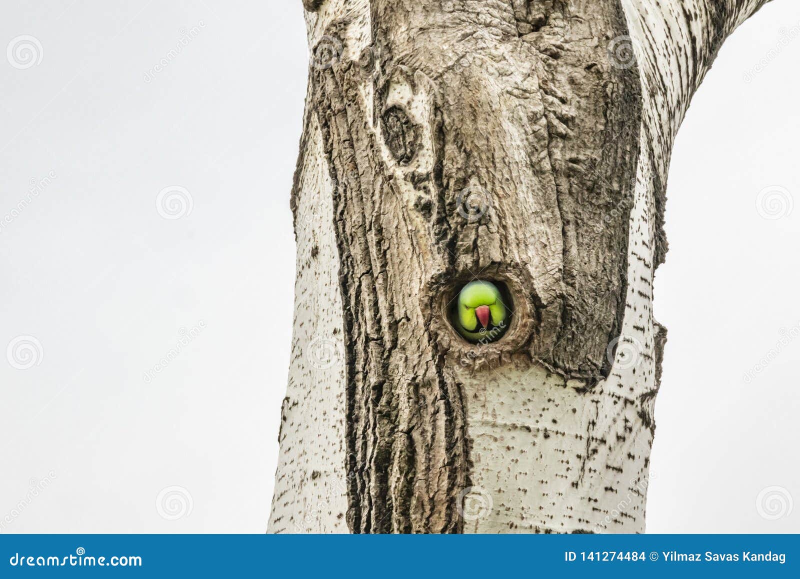 Green parrot in tree hole stock photo. Image of isolated - 141274484