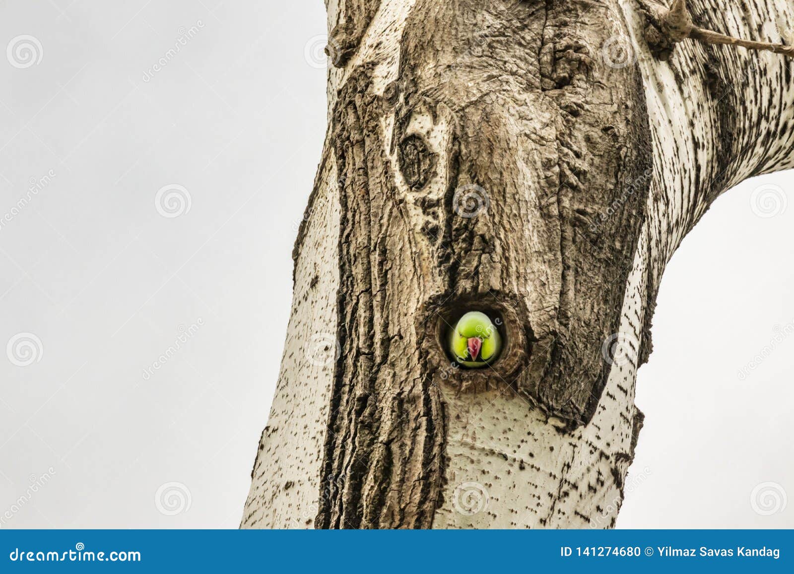 Green parrot in tree hole stock photo. Image of animals - 141274680