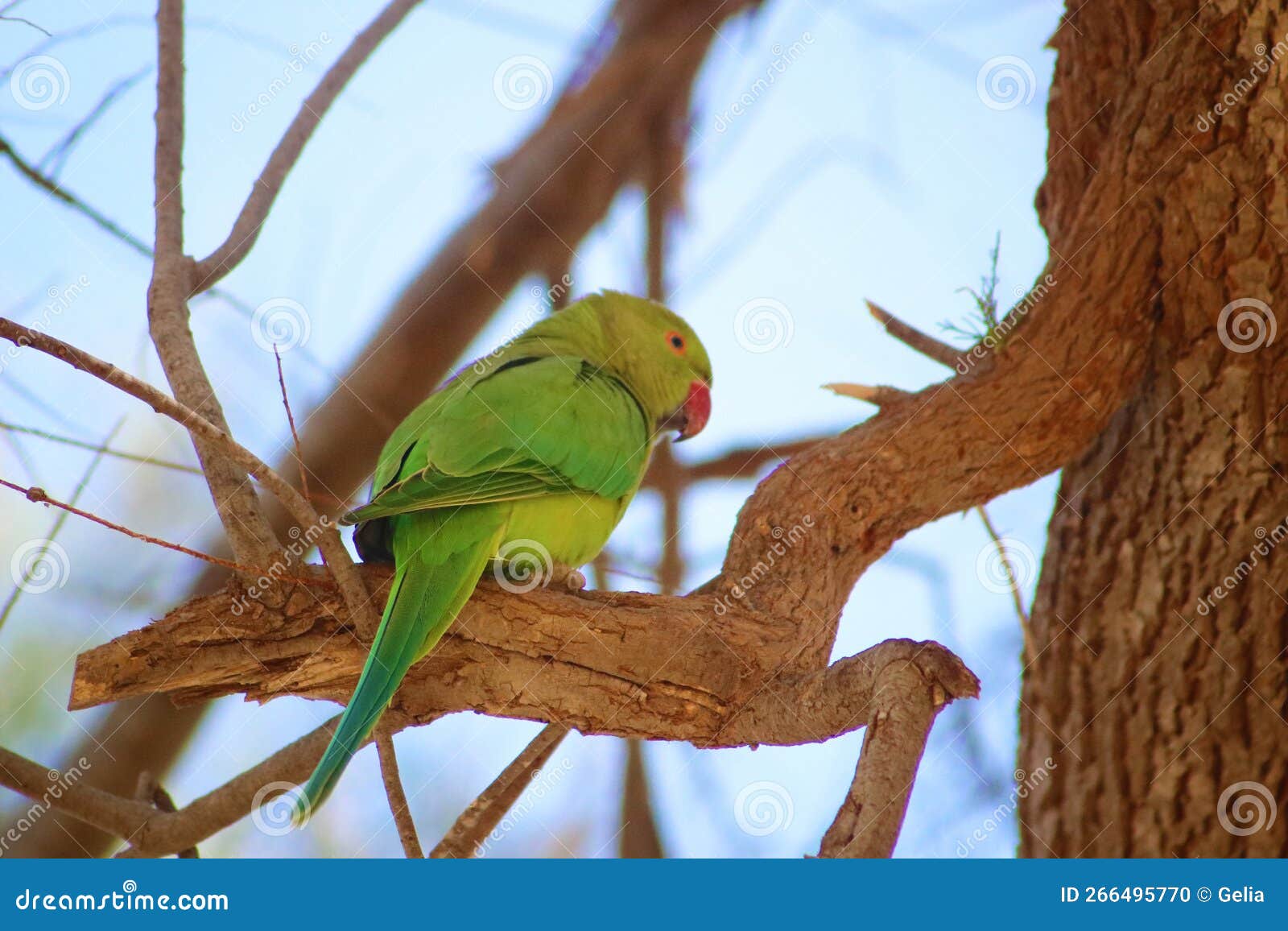 Green Parrot on the Tree in Israel Stock Photo - Image of eating ...