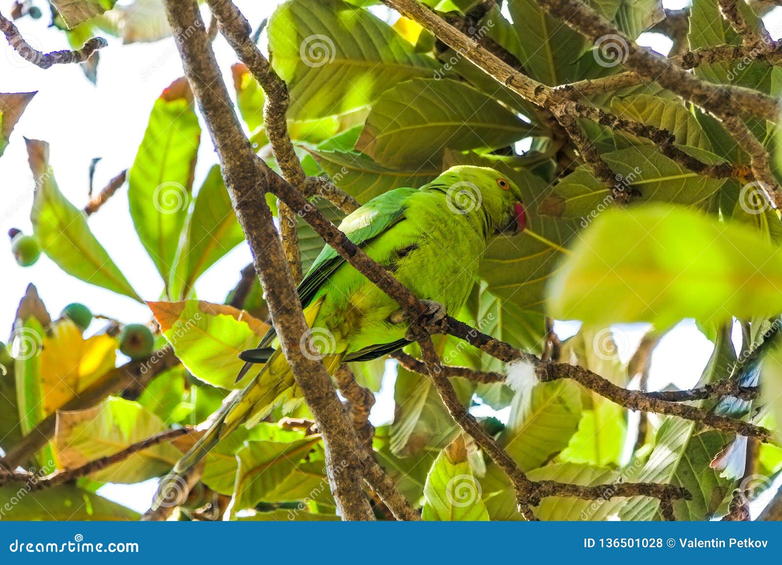 Green Parrot on Tree among Leaves Eating Apple Stock Photo - Image of ...