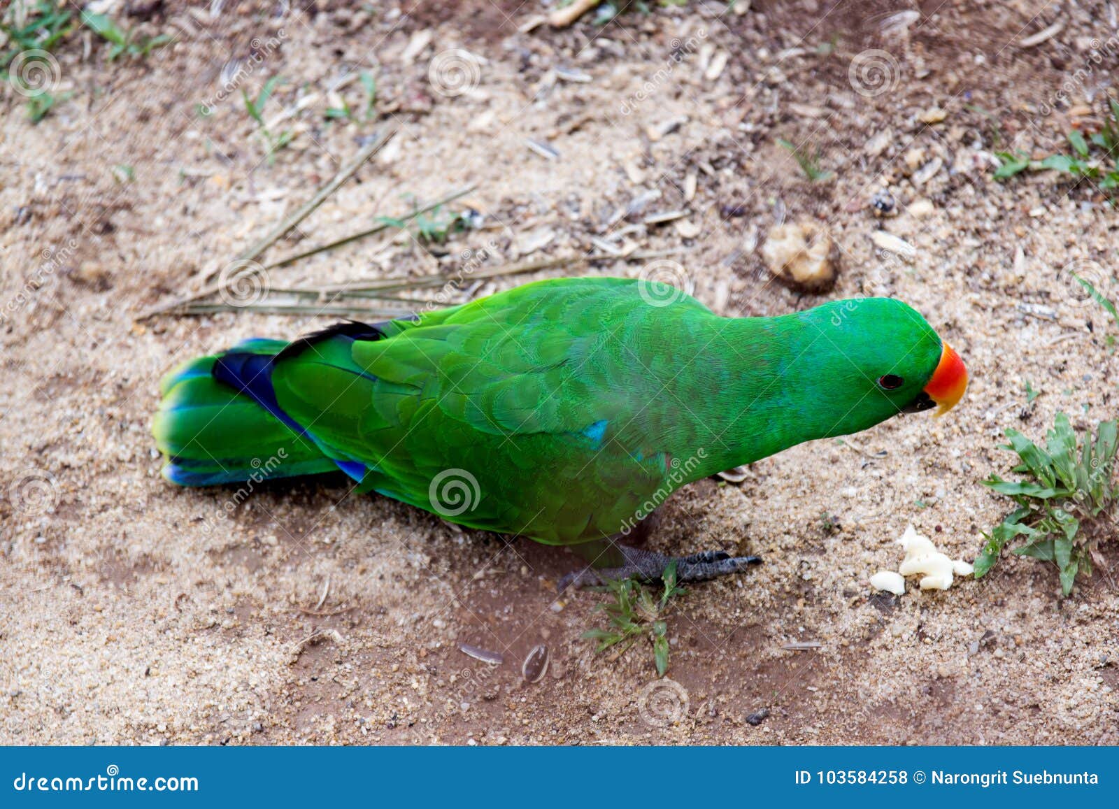 Green Parrot Walking on Floor Stock Photo - Image of beauty, portrait ...