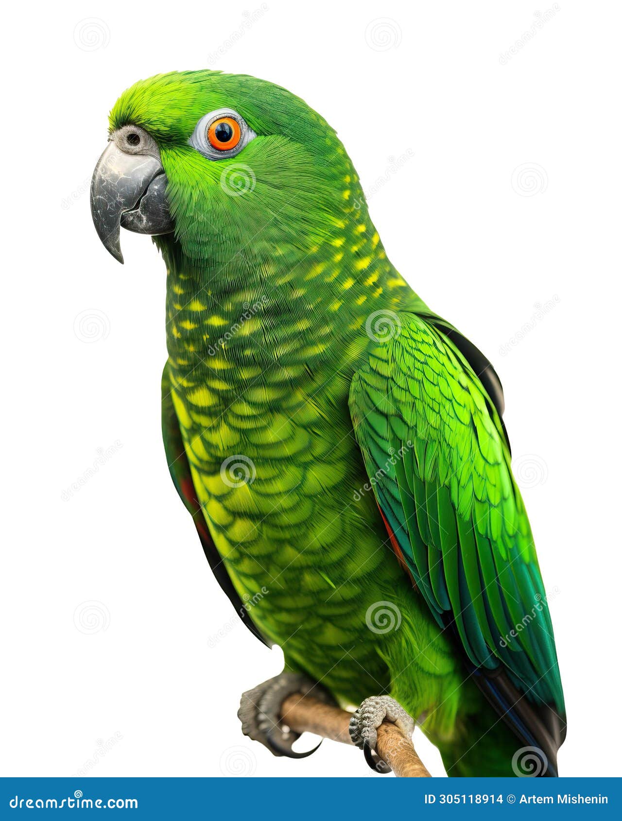 Green Parrot on a White Background. Stock Photo - Image of wildlife ...