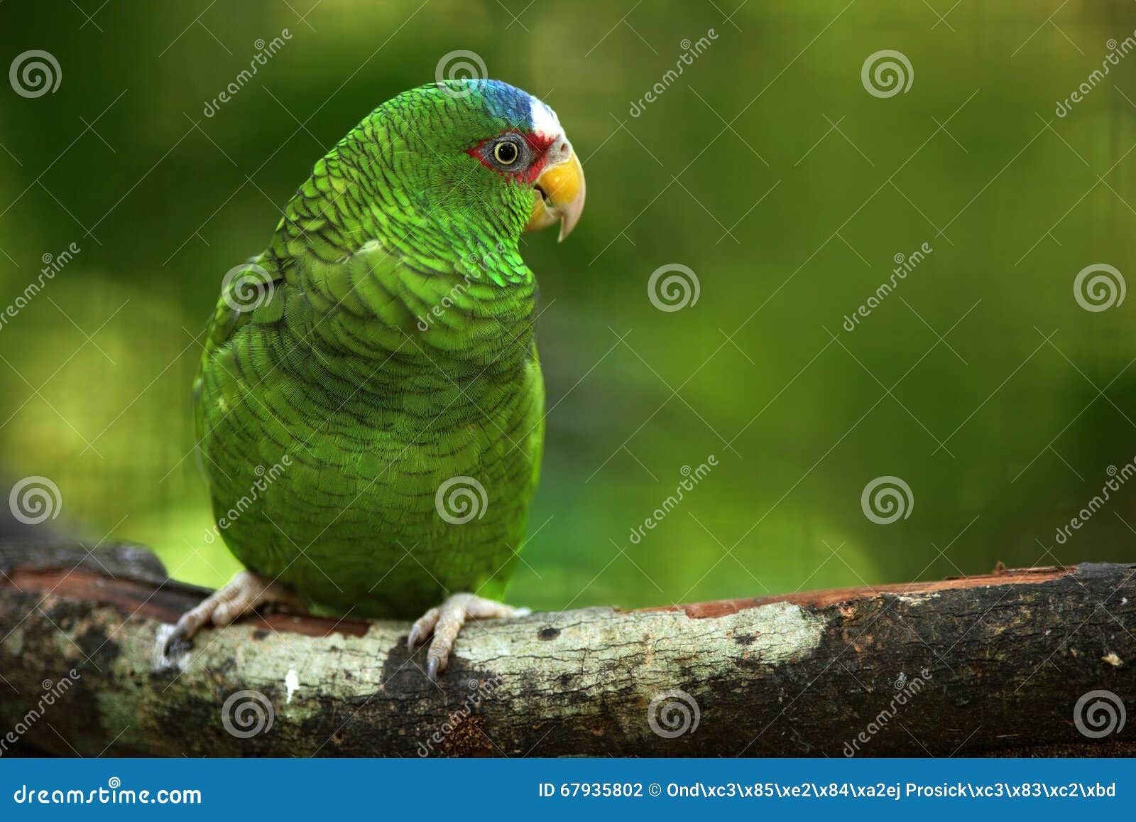 Green Parrot White-fronted Amazon, Amazona Albifrons, Belize Stock ...