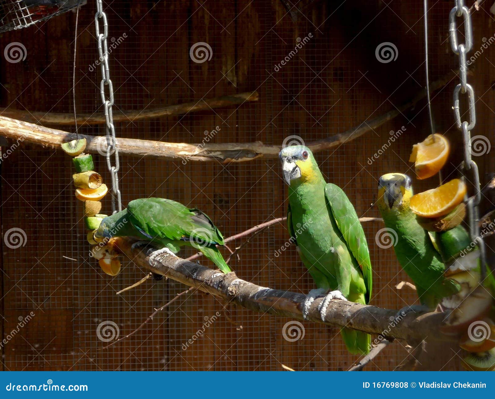 Green parrots stock photo. Image of tropical, color, fruits - 16769808