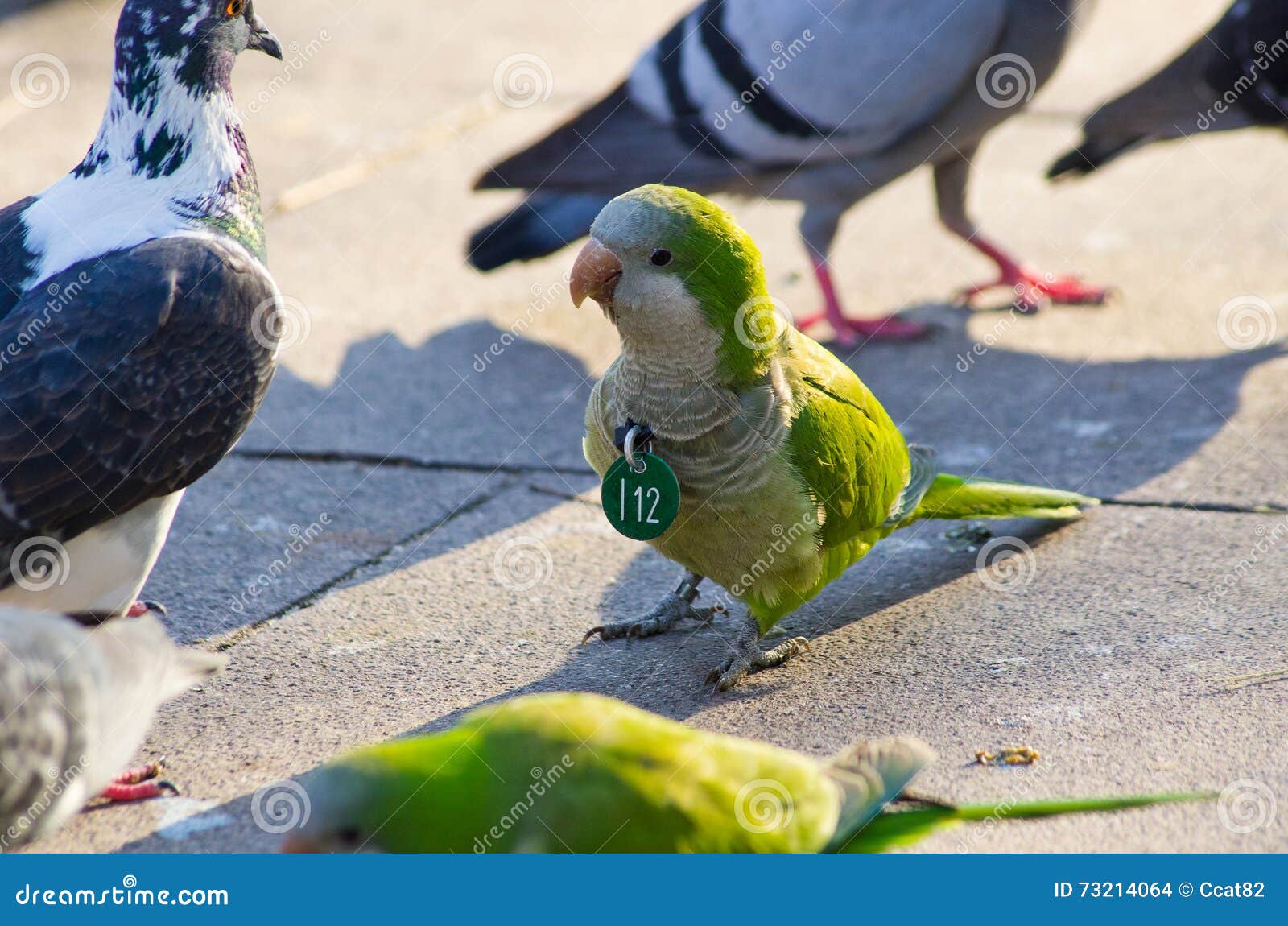 Green Parrots in Barcelona, Spain Stock Photo - Image of bird, cute ...