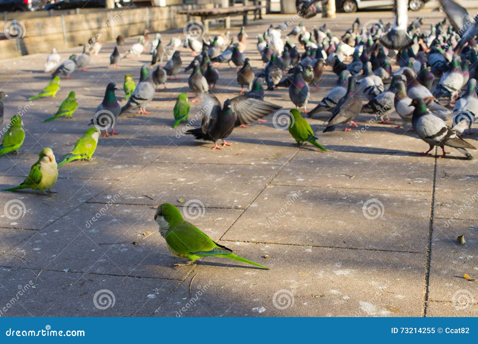 Green Parrots in Barcelona, Spain Stock Image - Image of nature ...