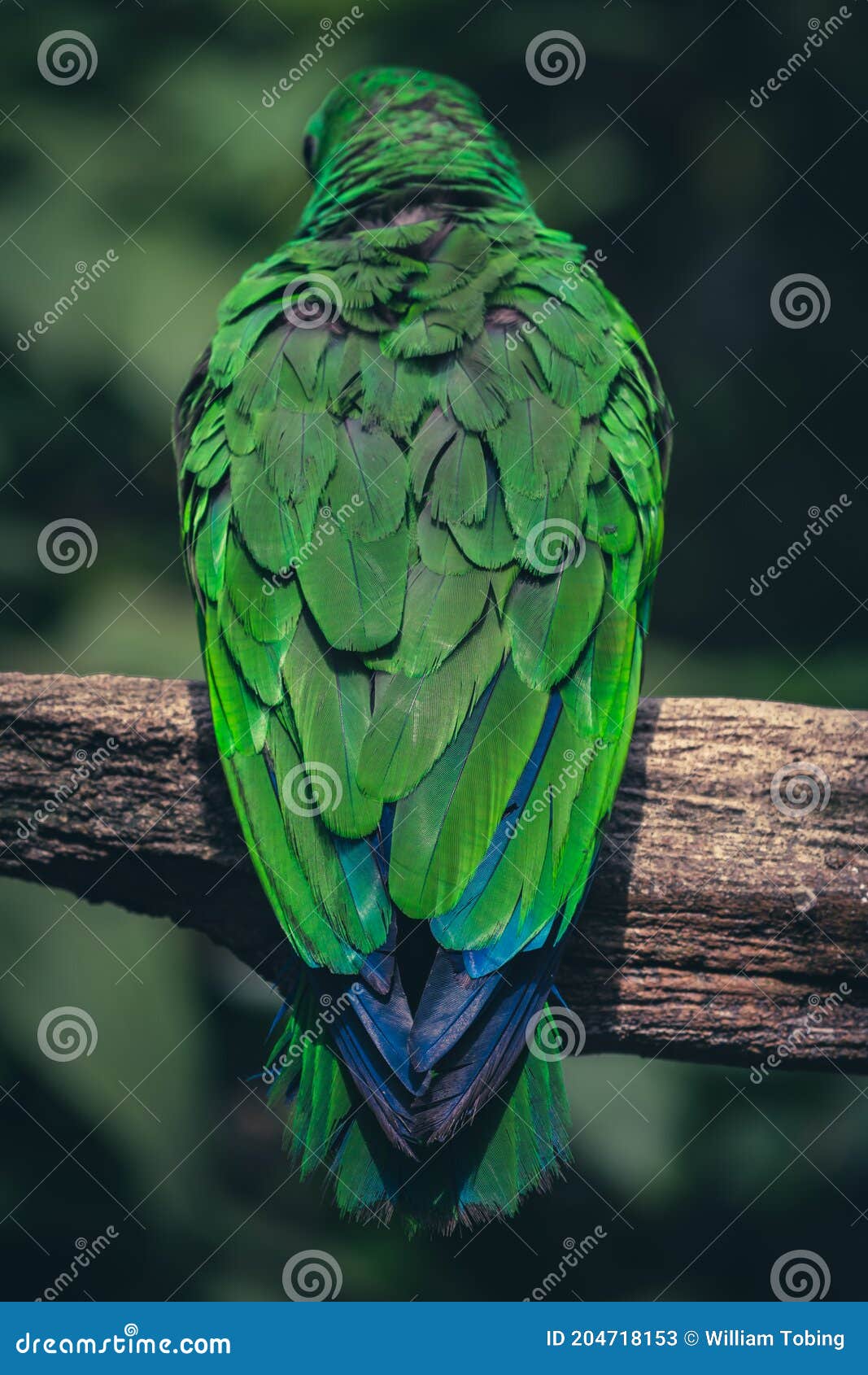 Green Parrots Bird on Tree Branch at Forest Stock Image - Image of ...