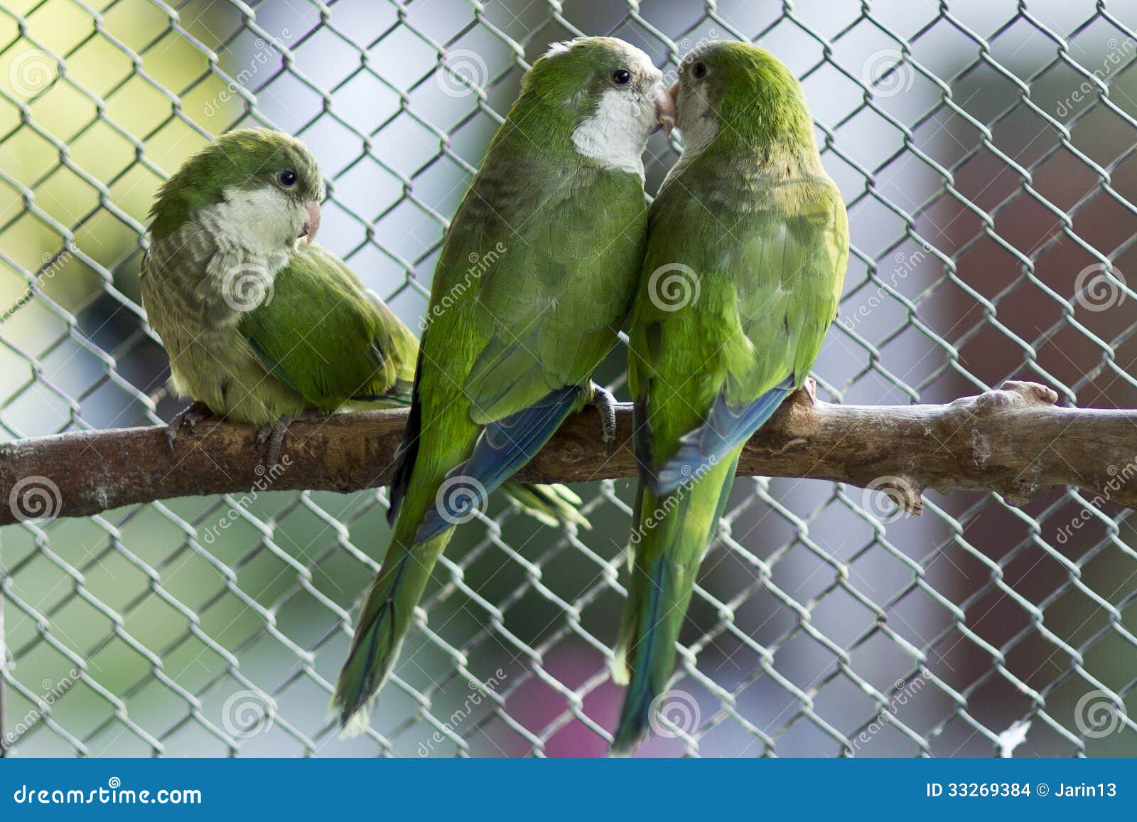 Green parrots stock photo. Image of quaker, beautiful - 33269384