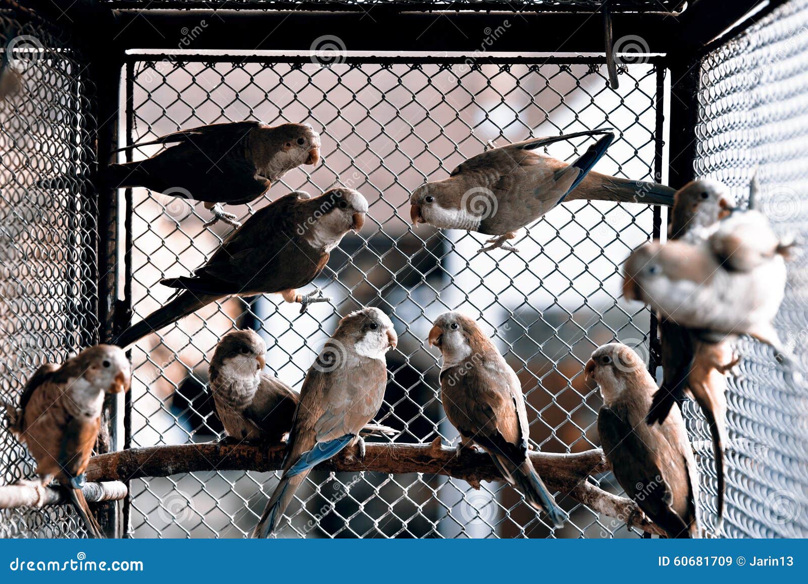 Green parrots stock image. Image of parrakeet, south - 60681709