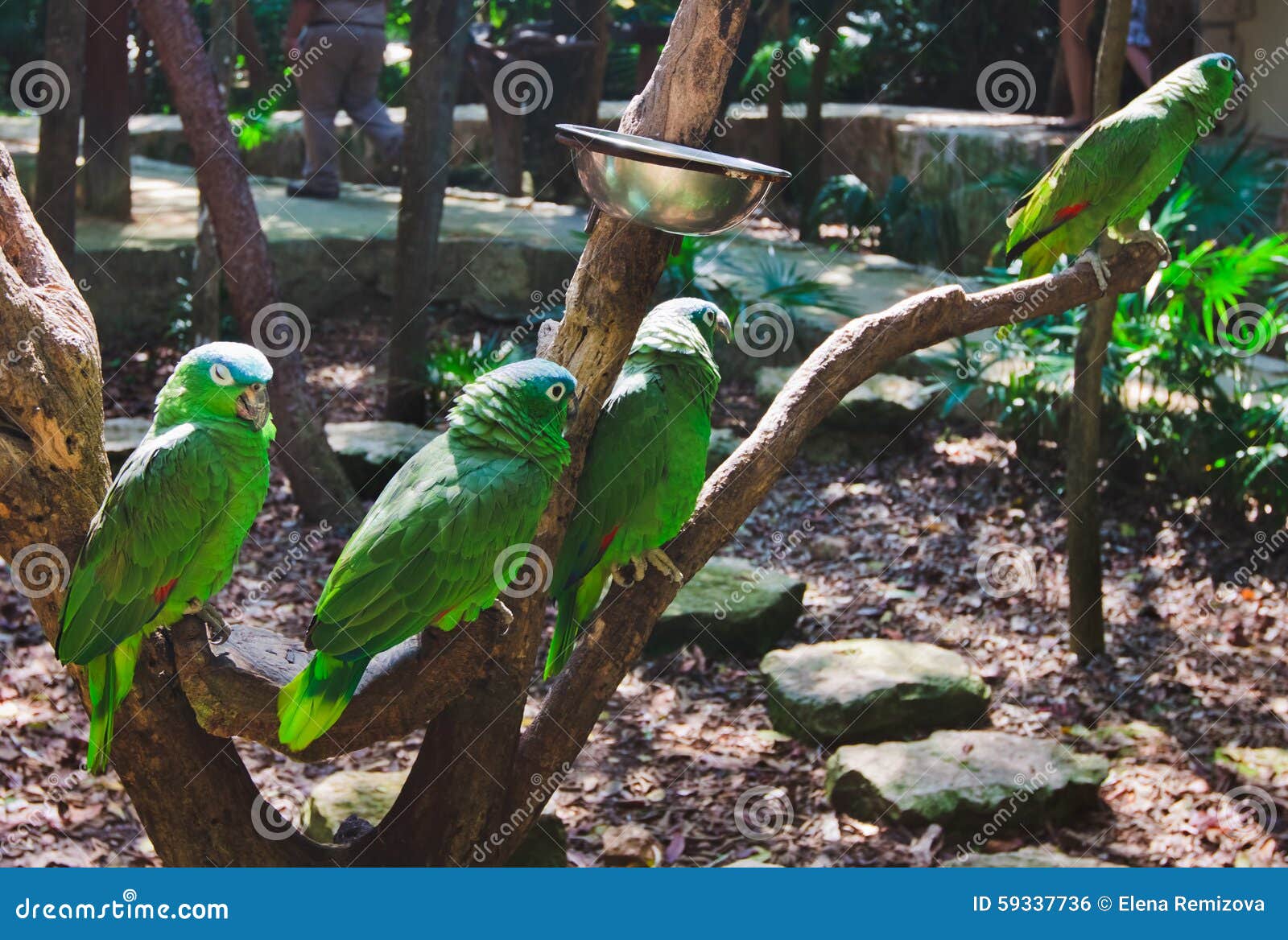 The Green Parrots Macaws in Xcaret Park Mexico Stock Photo - Image of ...