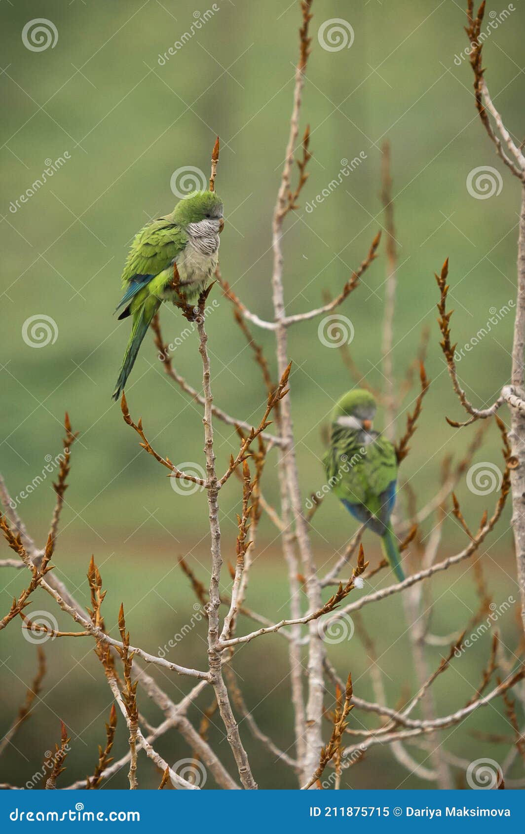Green Parrots of Medium Size on a Bare Branch of a Winter Tree, Italy ...