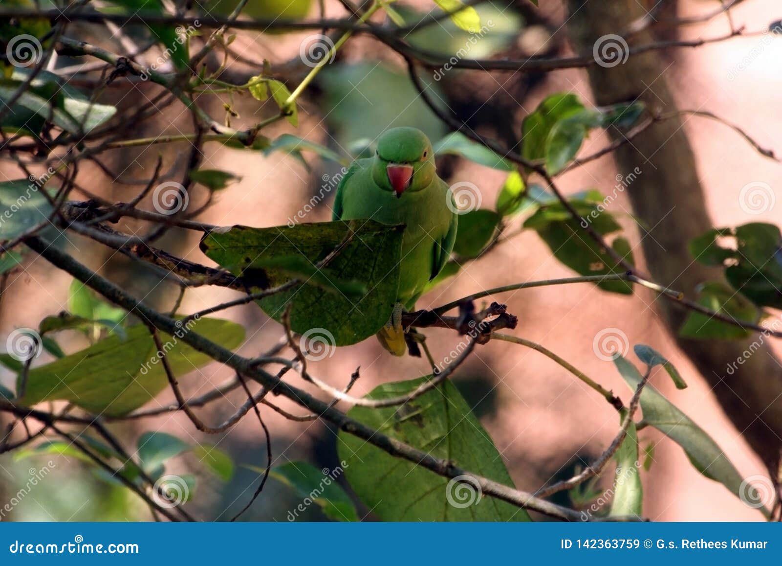Green Parrots Sitting on Tree Branches Stock Image - Image of bird ...