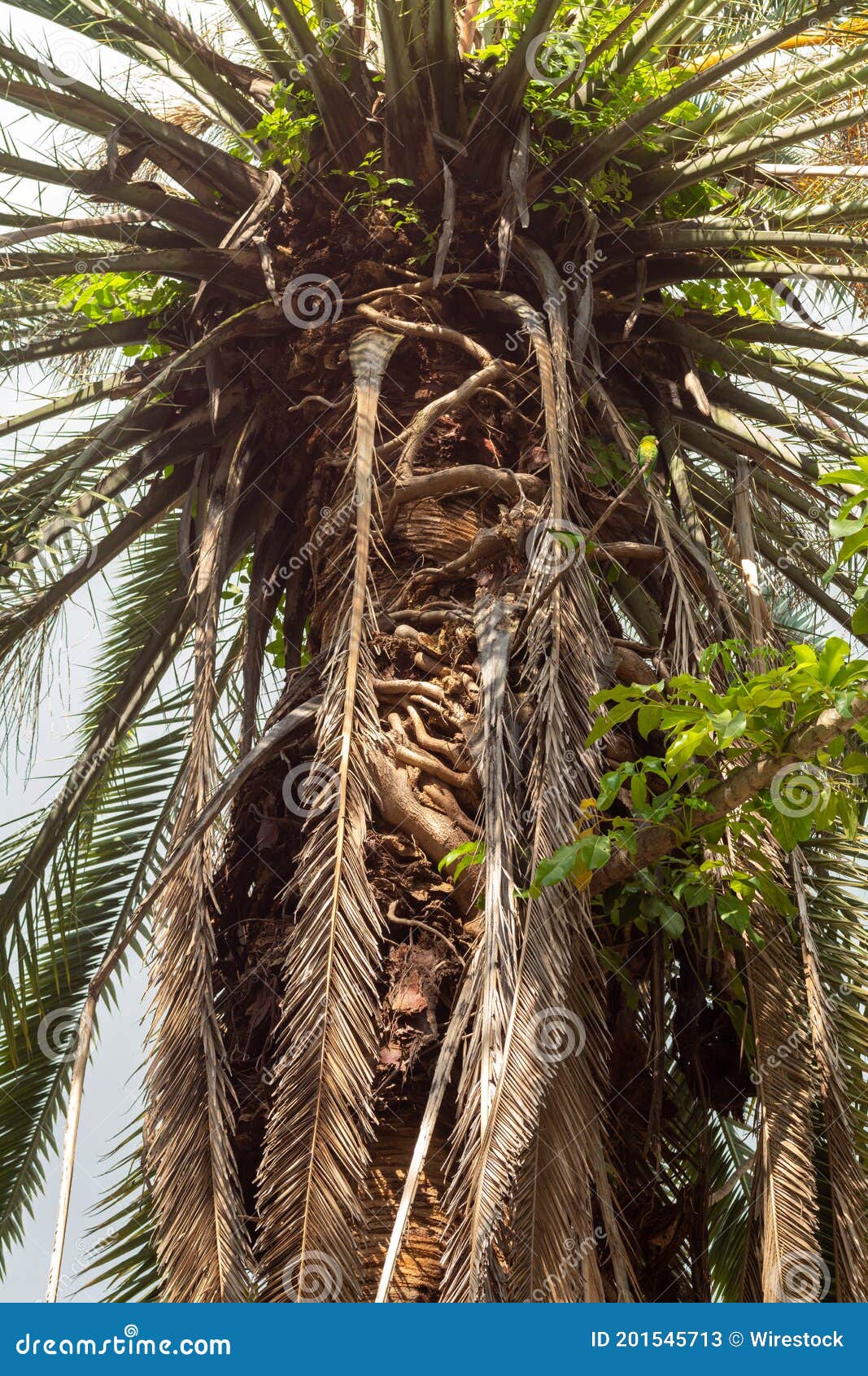 Green Parrots Standing on a Palm Tree Stock Image - Image of jungle ...