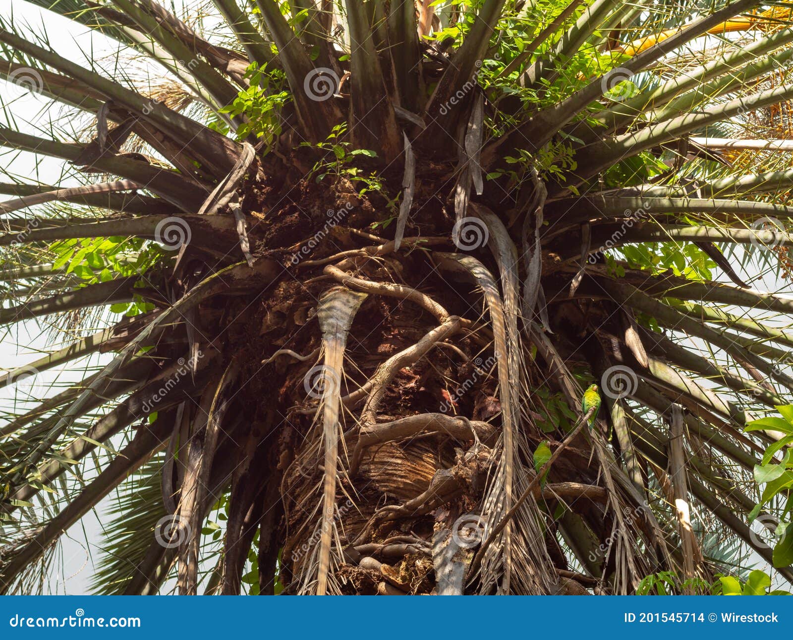 Green Parrots Standing on a Palm Tree Stock Photo - Image of animals ...