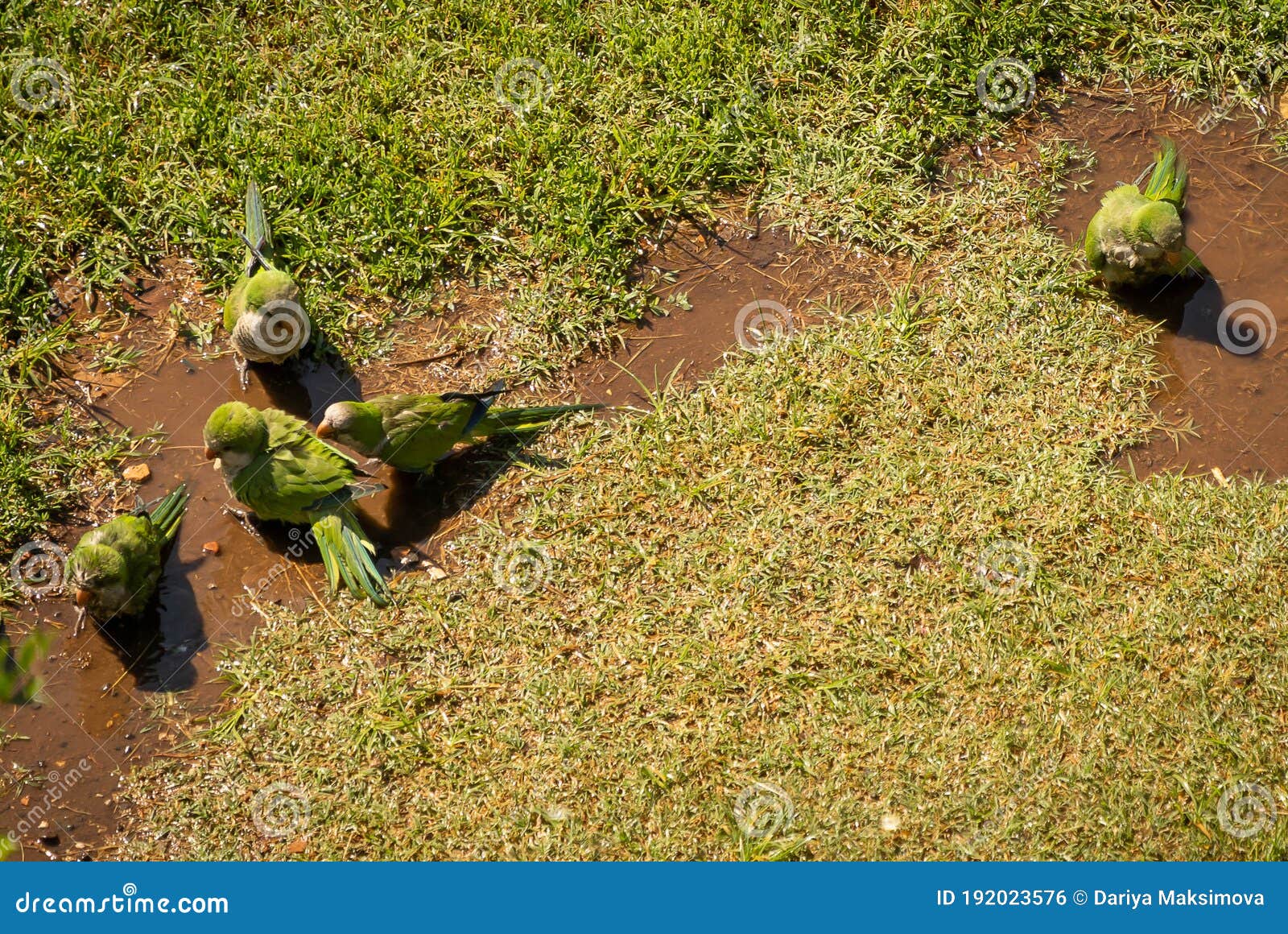 Green Parrots Swimming in a Puddle and Walking on Green Grass, Rome ...