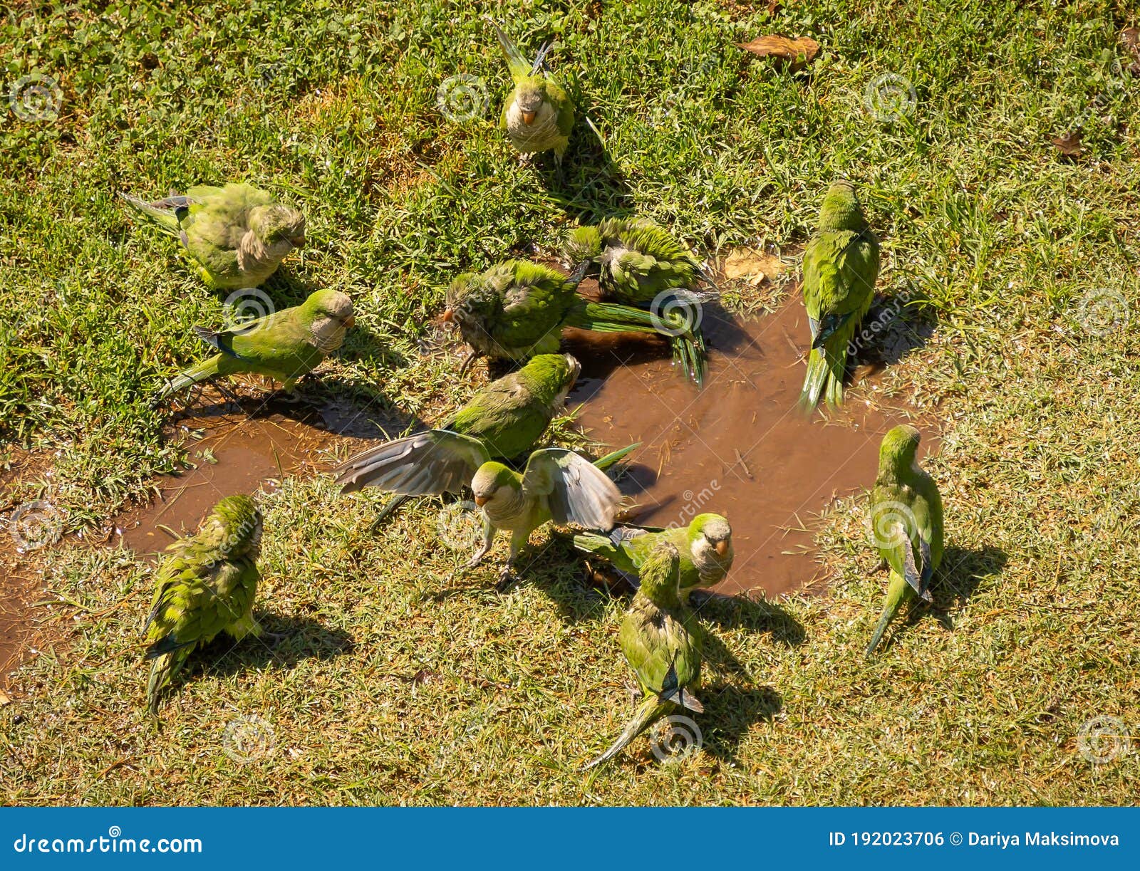 Green Parrots Swimming in a Puddle and Walking on Green Grass, Rome ...