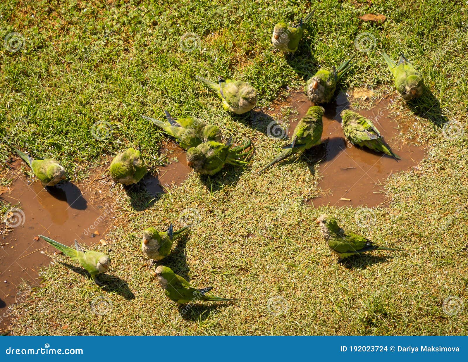 Green Parrots Swimming in a Puddle and Walking on Green Grass, Rome ...