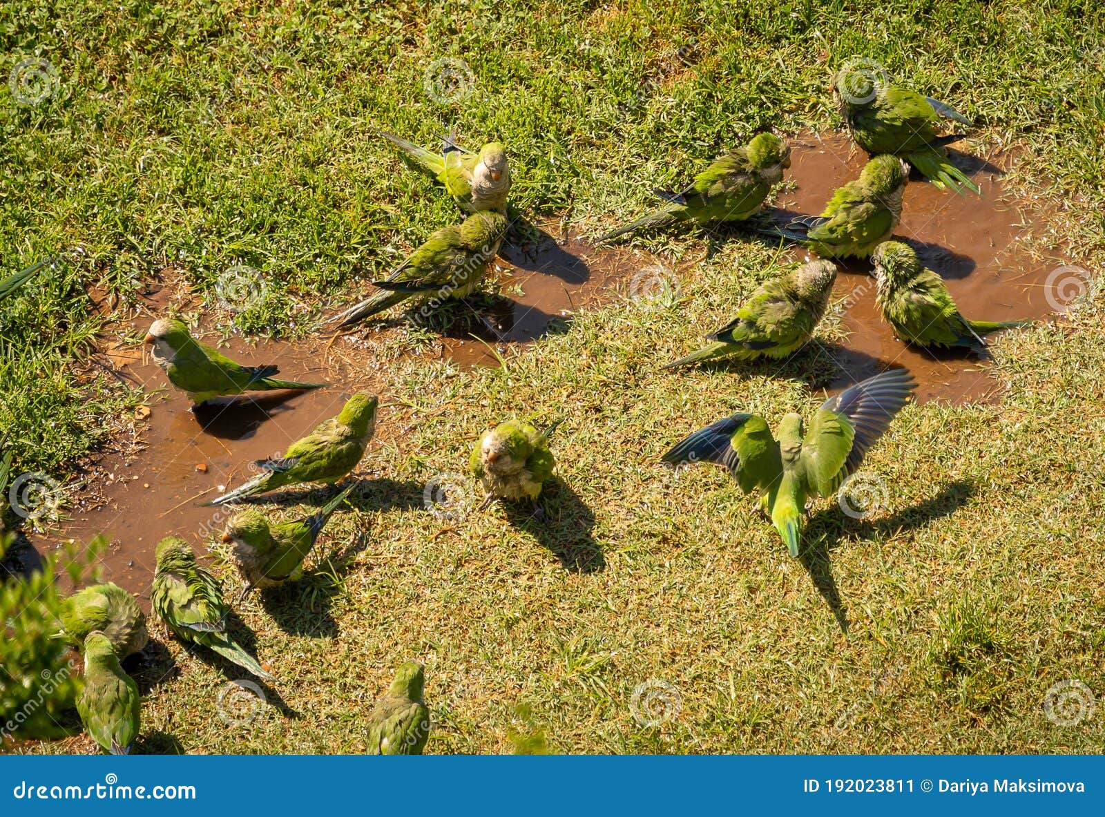 Green Parrots Swimming in a Puddle and Walking on Green Grass, Rome ...