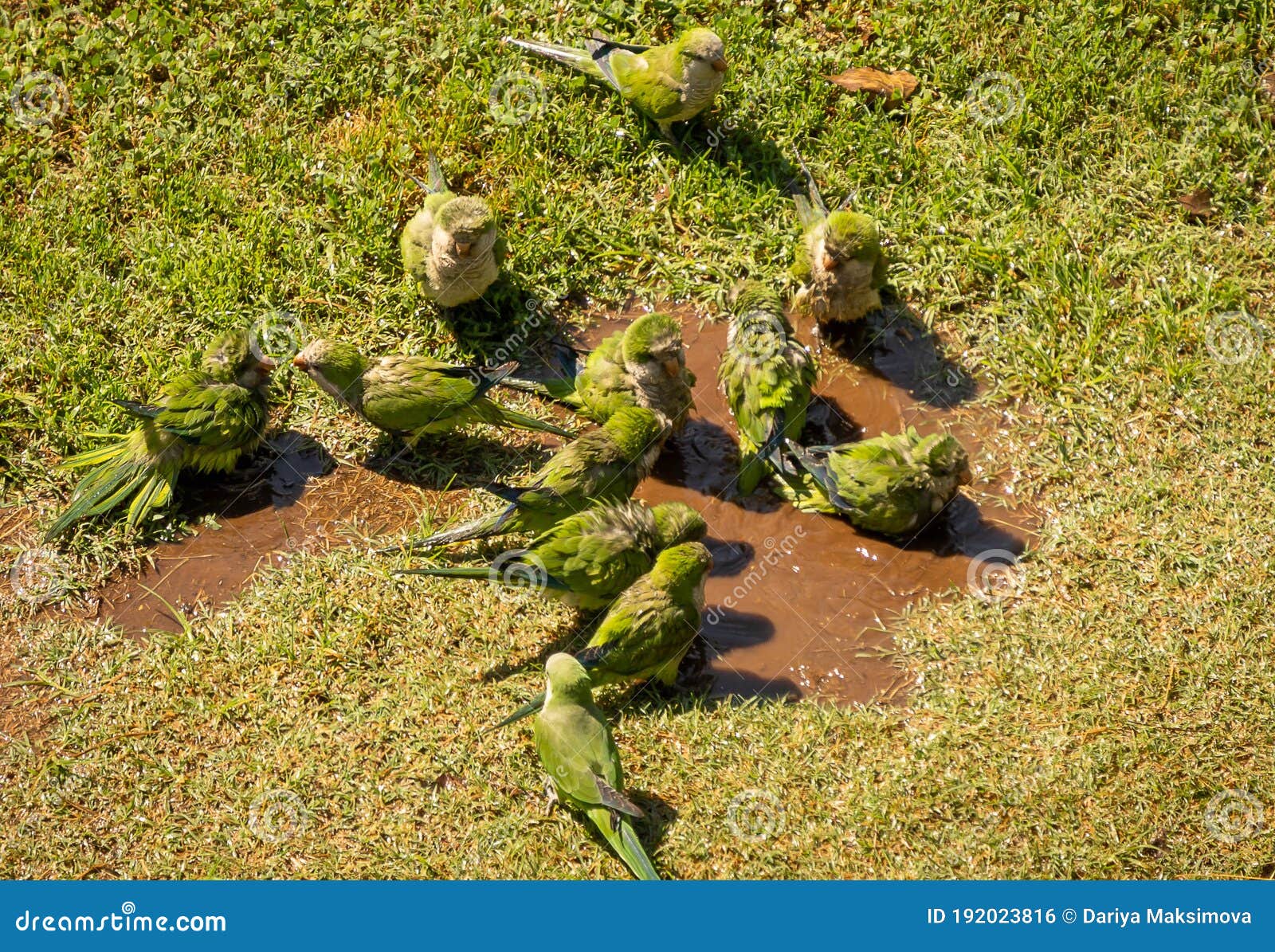 Green Parrots Swimming in a Puddle and Walking on Green Grass, Rome ...