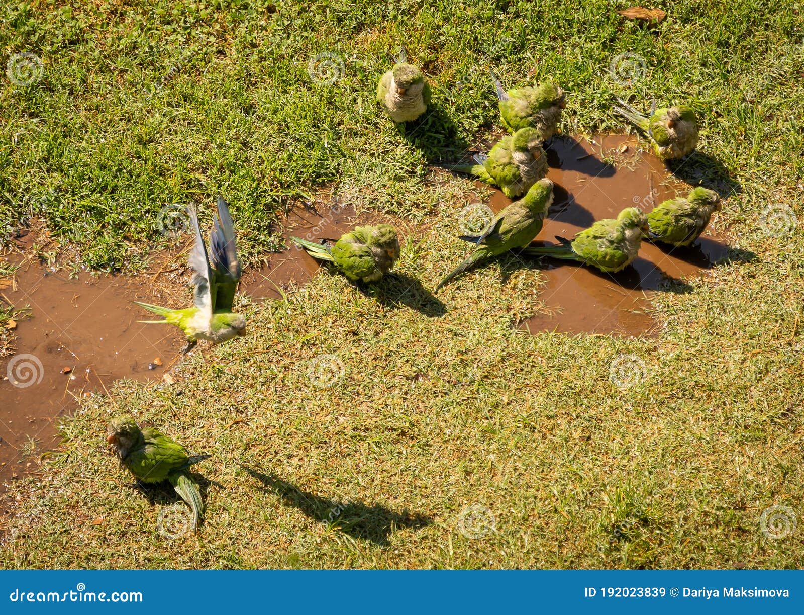 Green Parrots Swimming in a Puddle and Walking on Green Grass, Rome ...