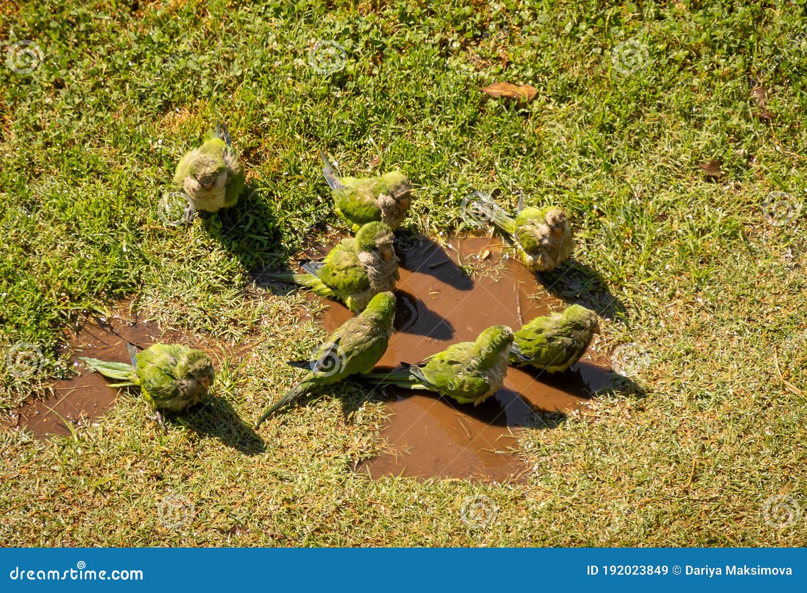 Green Parrots Swimming in a Puddle and Walking on Green Grass, Rome ...