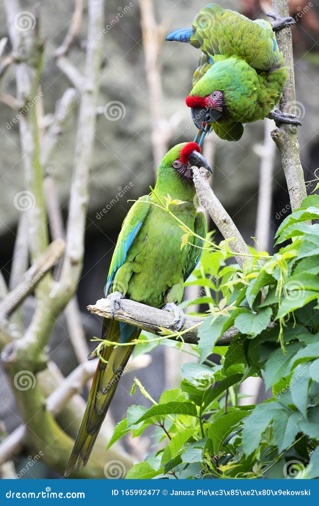 Green parrots on a tree stock image. Image of tree, bird - 165992477