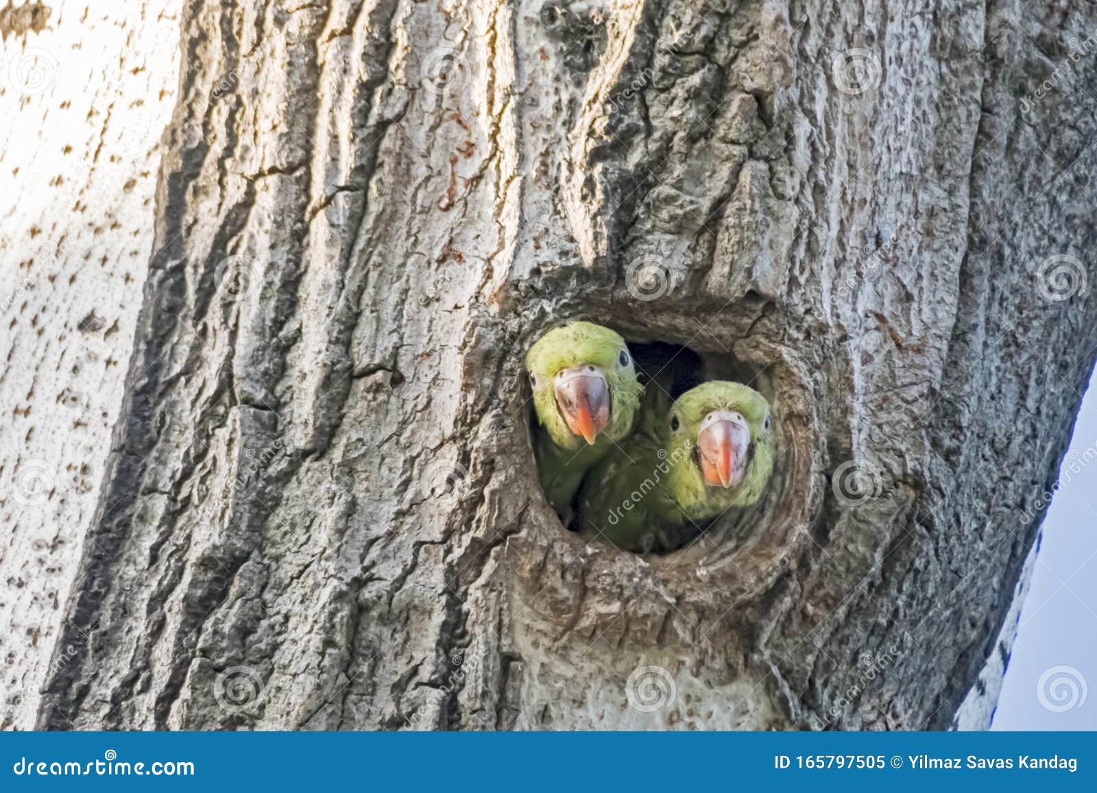 Parrots in Tree Hole in Nature Stock Image - Image of feather, macaw ...