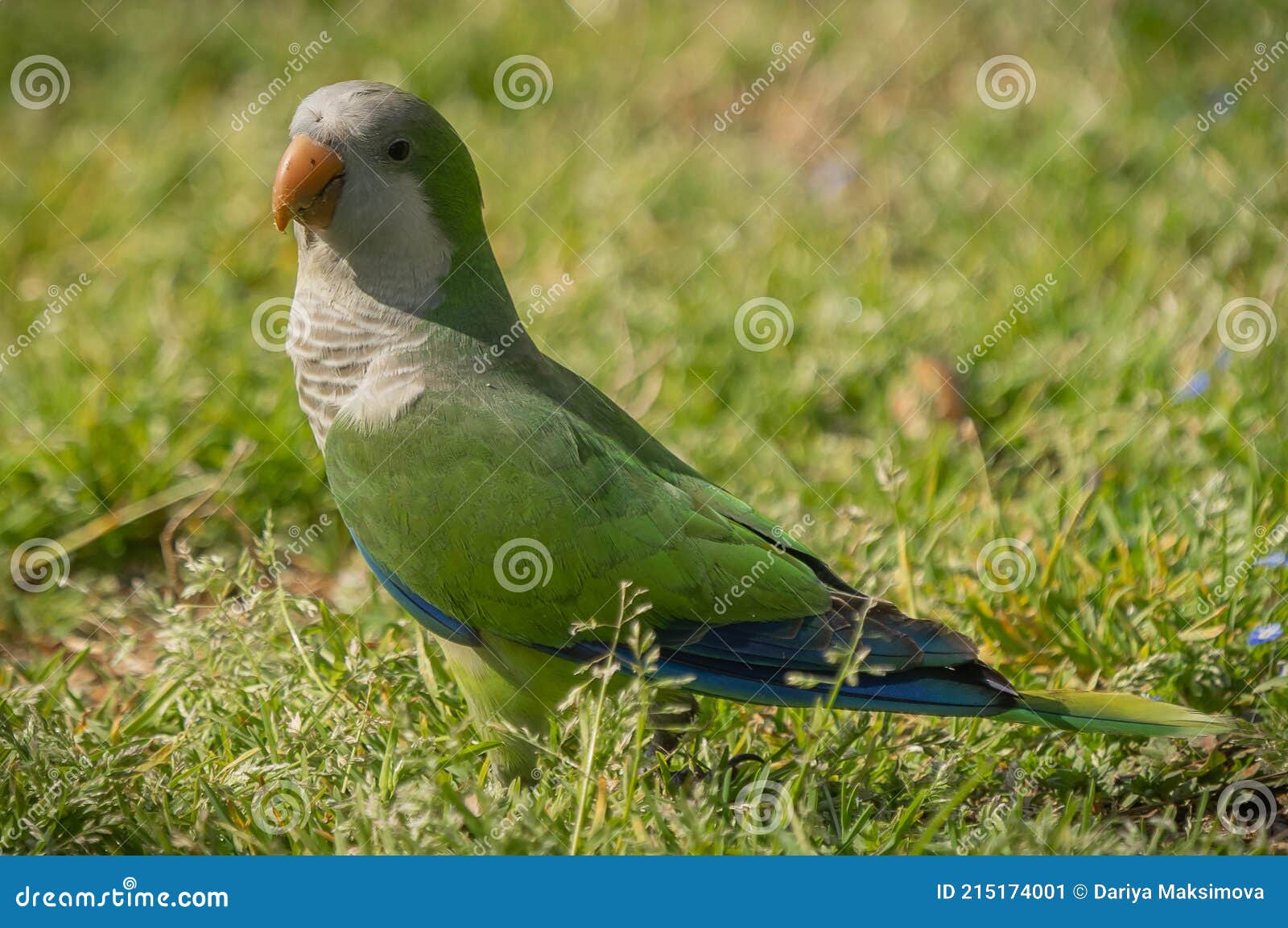Green Parrots Walking on Green Grass, Rome, Italy Selective Focus Stock ...