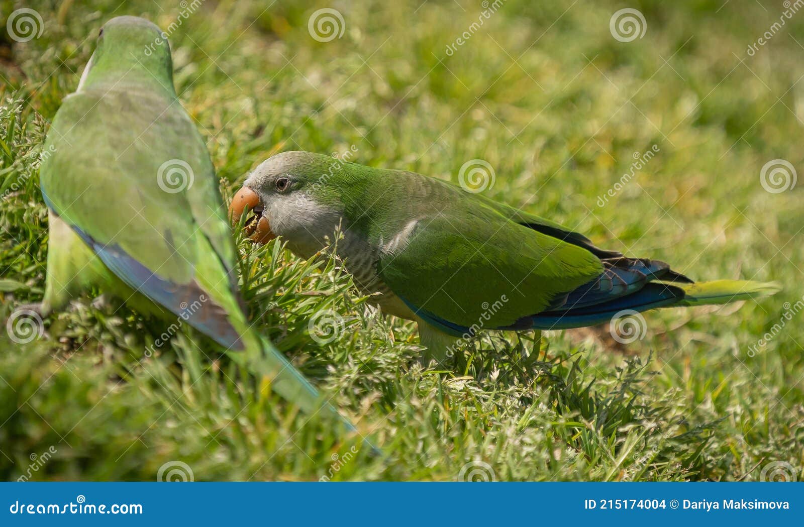 Green Parrots Walking on Green Grass, Rome, Italy Selective Focus Stock ...