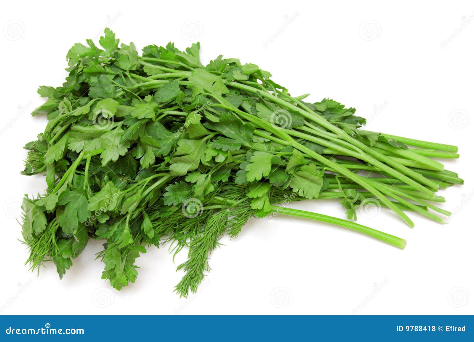 Green parsley stock photo. Image of background, clean - 9788418