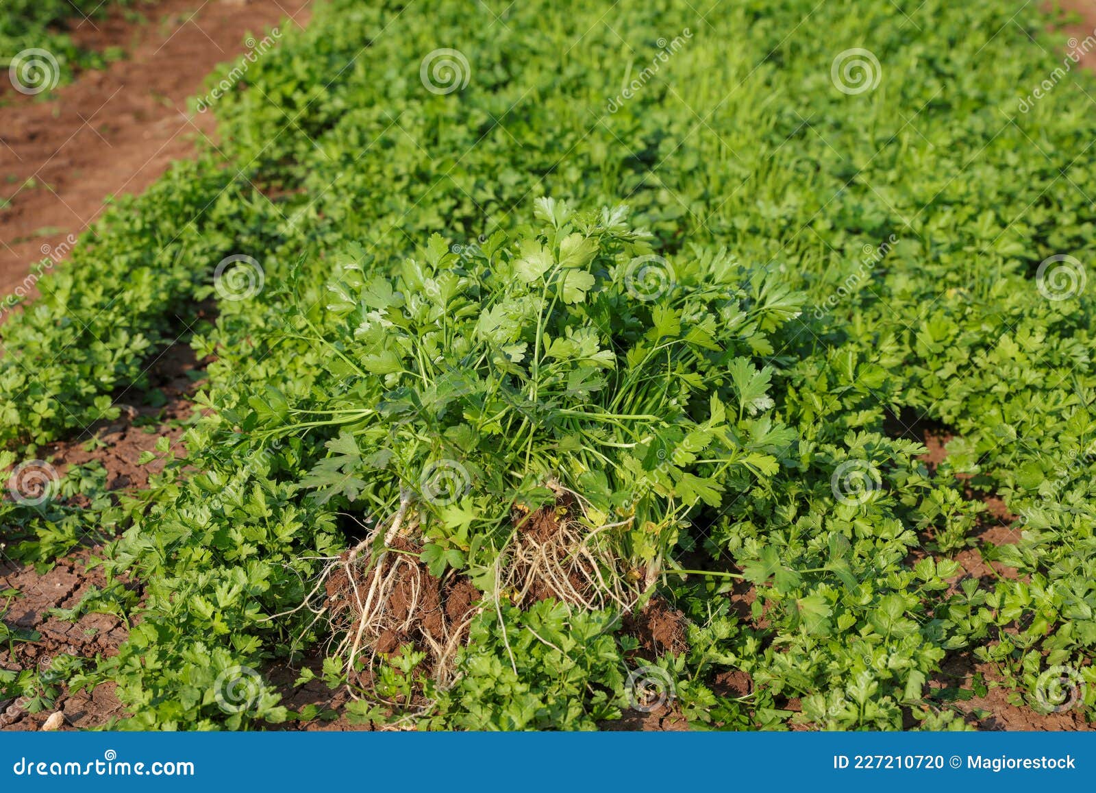 Green Parsley Field. Fresh Green Parsley Leaves. Stock Photo - Image of ...