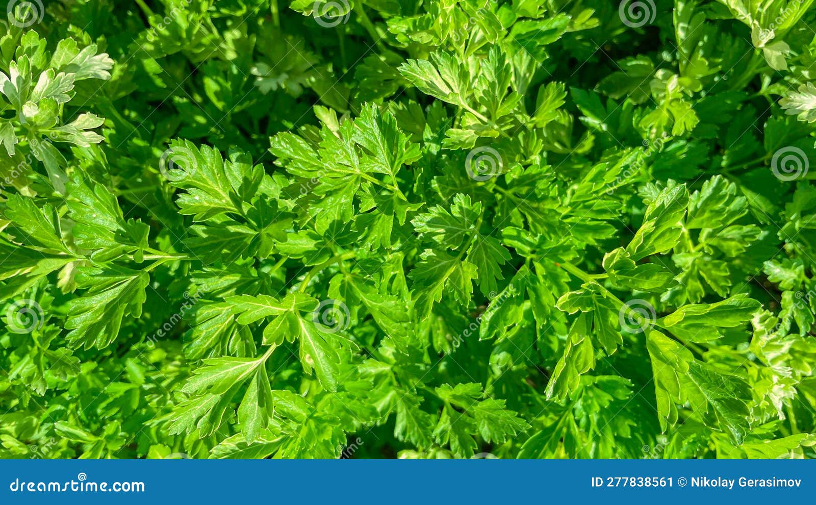 Green Parsley in the Garden Top View Texture Stock Image - Image of ...