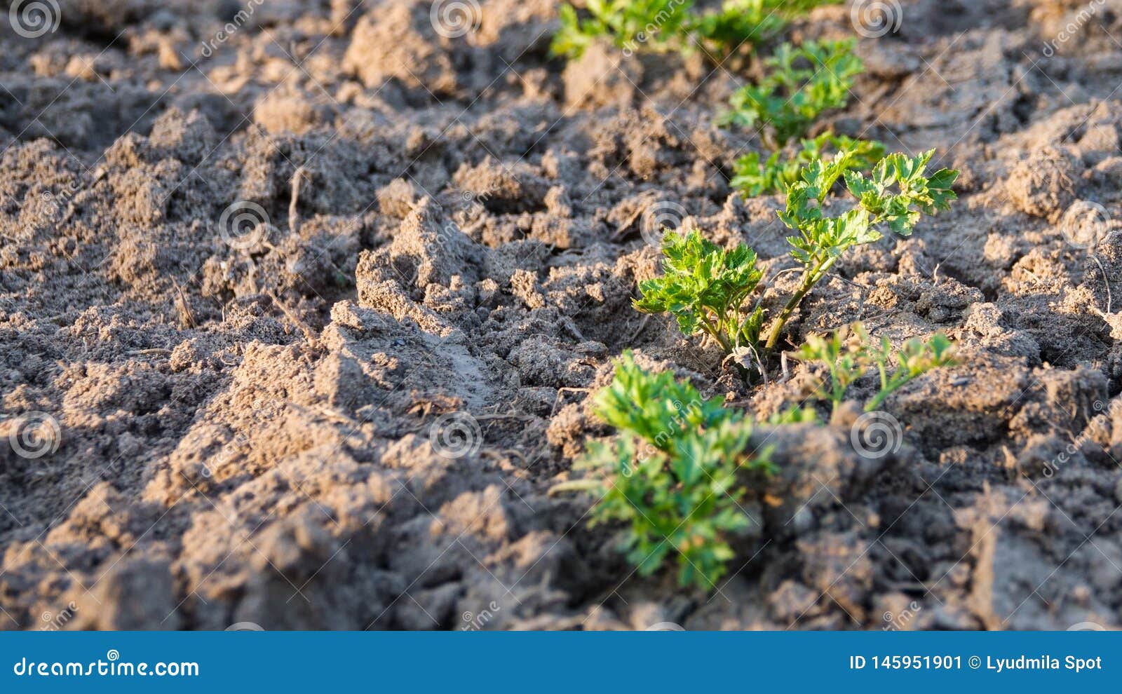 Green Parsley Grows in Dry Ground in Spring Stock Image - Image of leaf ...