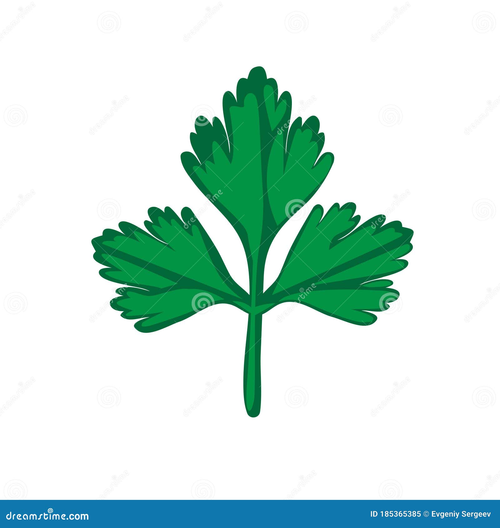 Green Parsley Leaf on a White Isolated Background. Vector Image Stock ...