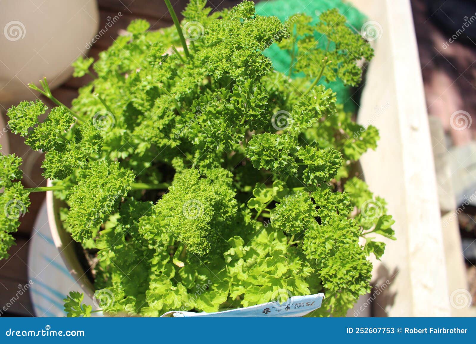 Green Parsley in a Pot on a Table Stock Image - Image of parsley, green ...