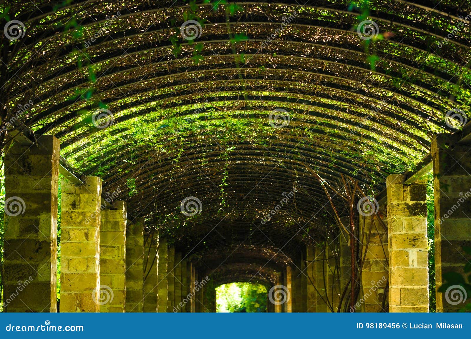 Green Passage Way With Cupressus Tree. Beautiful Passage Way Trough ...