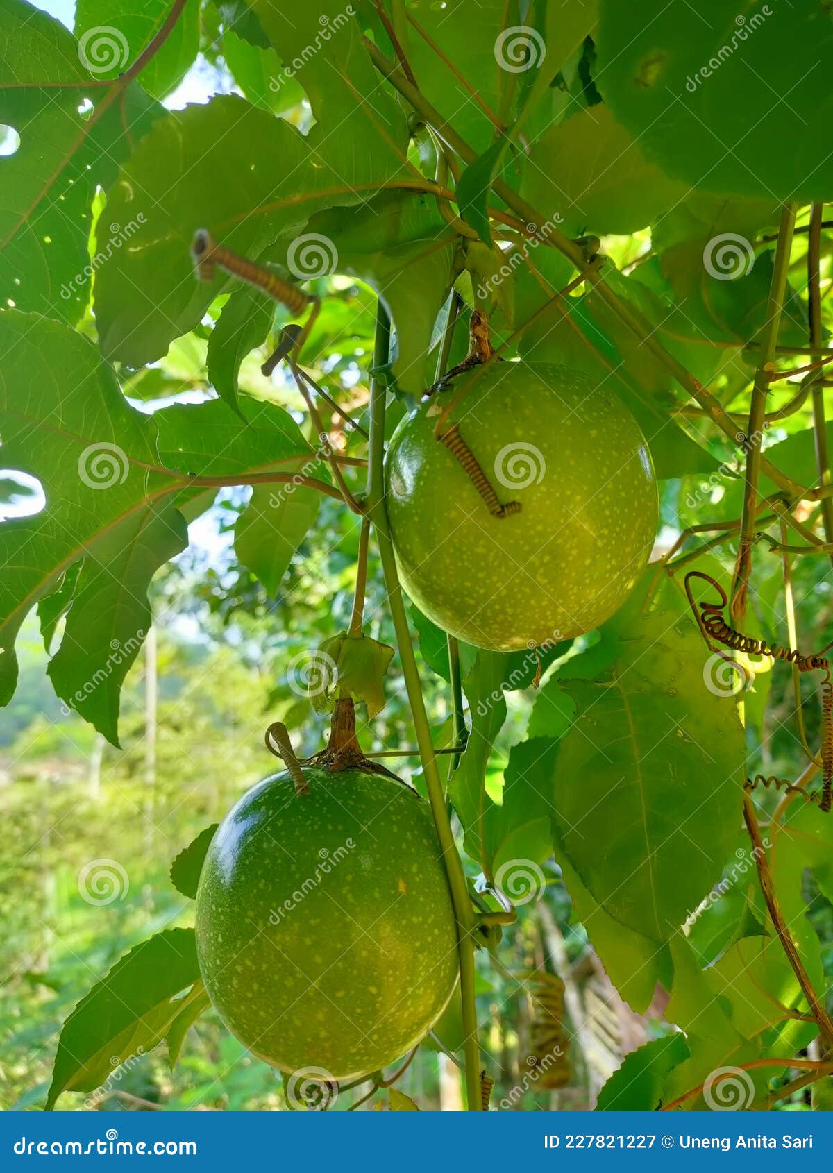 Green passion fruit stock image. Image of yellow, vegetable - 227821227