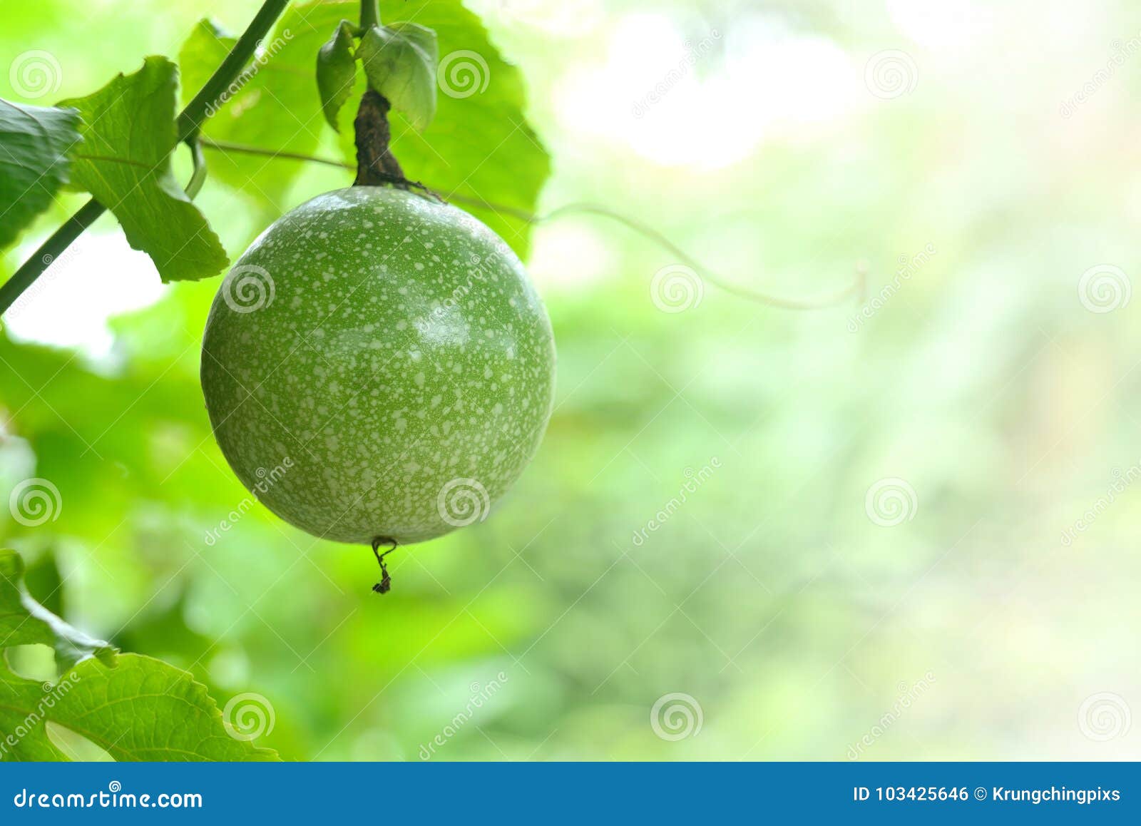 Green Passion Fruit on the Vine. Stock Photo - Image of growth ...