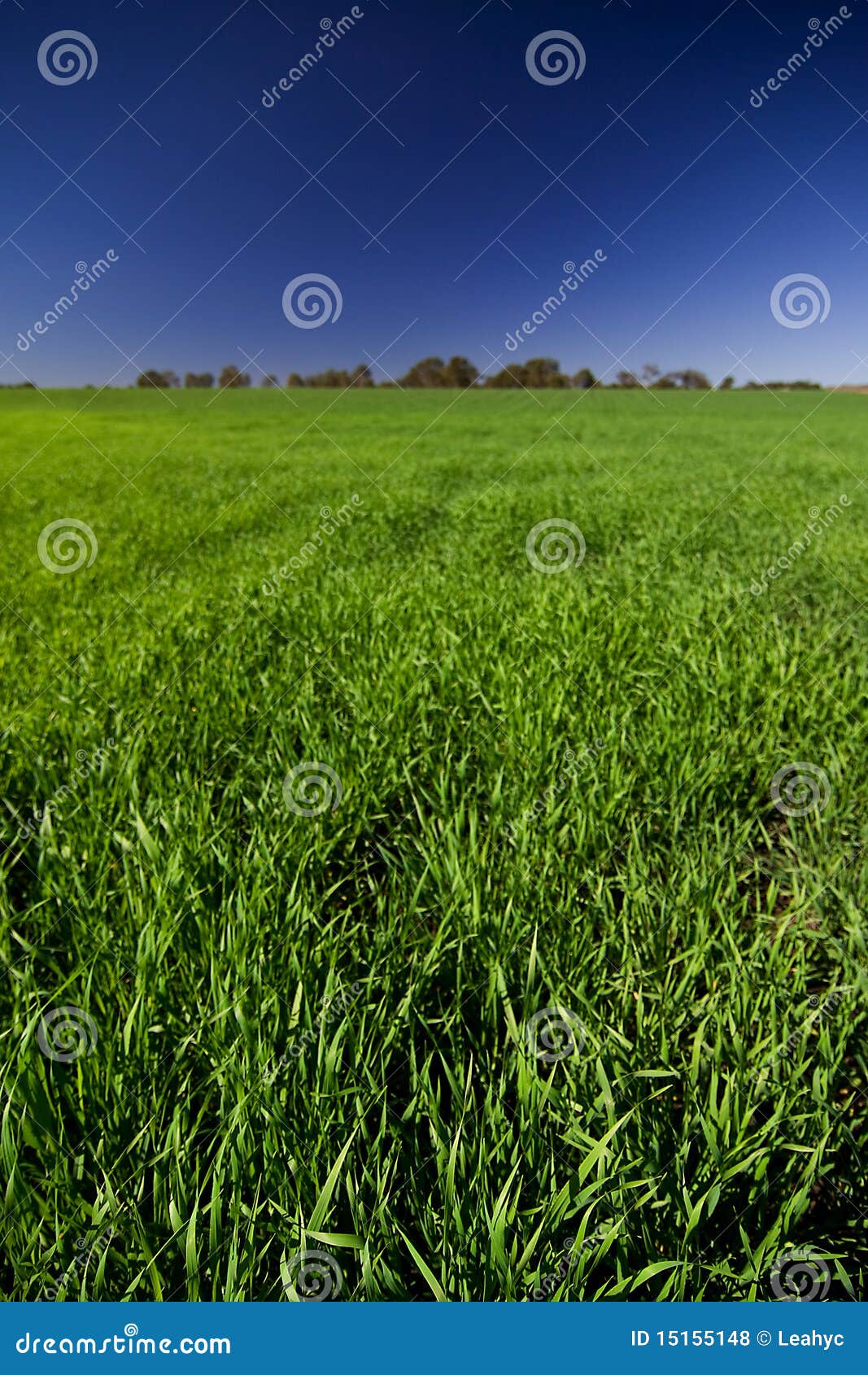 Green Pasture stock photo. Image of green, wide, ethenol - 15155148