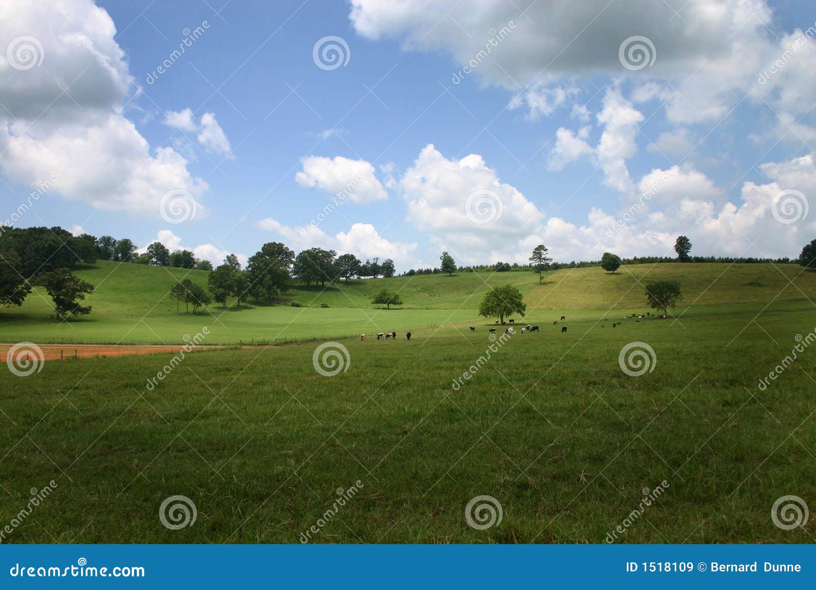 Green Pasture stock image. Image of cows, field, acres - 1518109