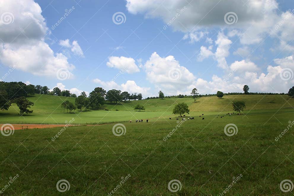 Green Pasture stock image. Image of cows, field, acres - 1518109