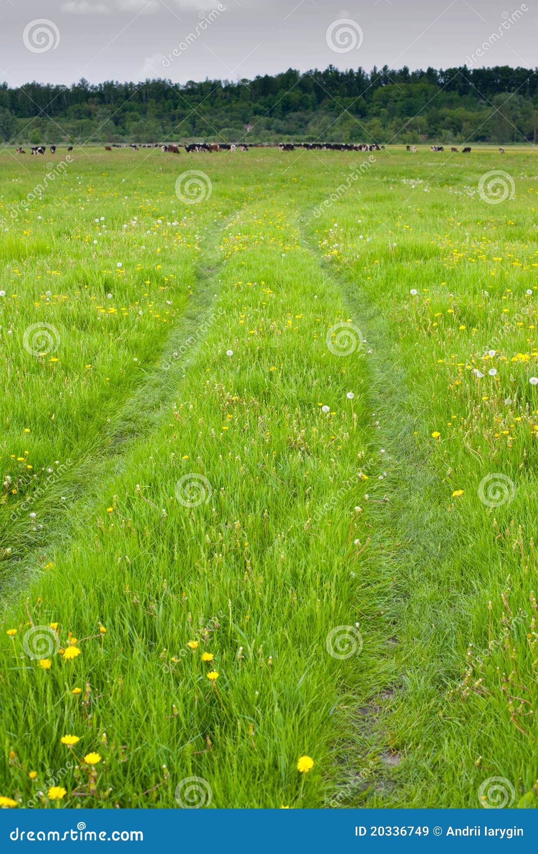 Green pasture stock image. Image of landscape, land, farming - 20336749